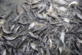 14 Perlengkapan Sound System dan Fungsinya